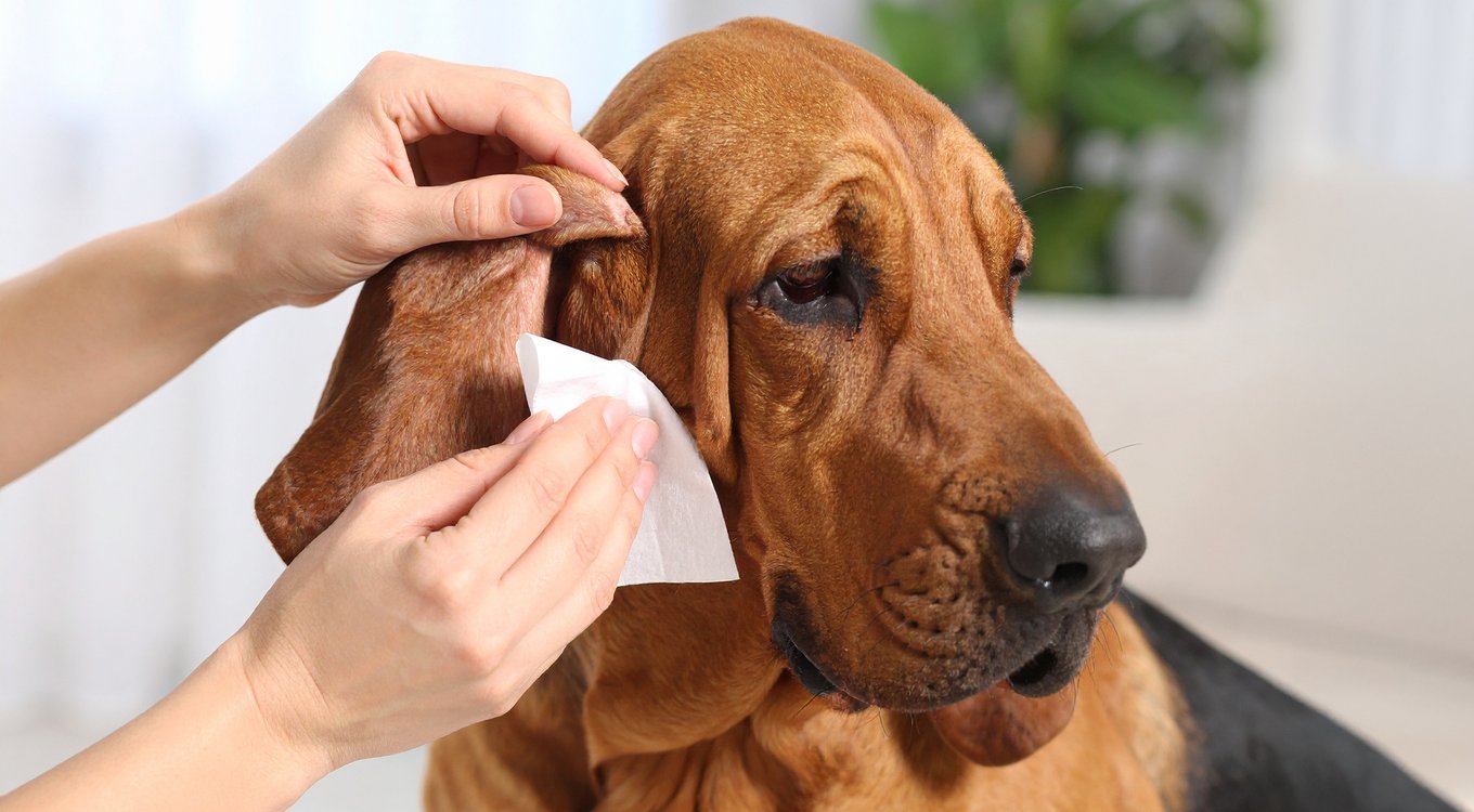 VETNIQUE LABS OticBliss Advanced Vet Strength Anti-Bacterial & Anti ...