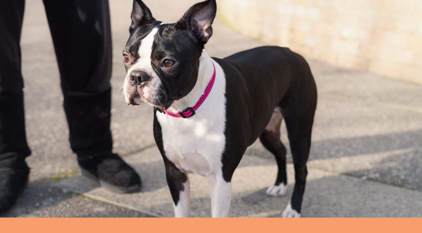 VETMEDIN (pimobendan) Solution for Dogs, 1.5 mg/mL, 50 mL - Easy ...