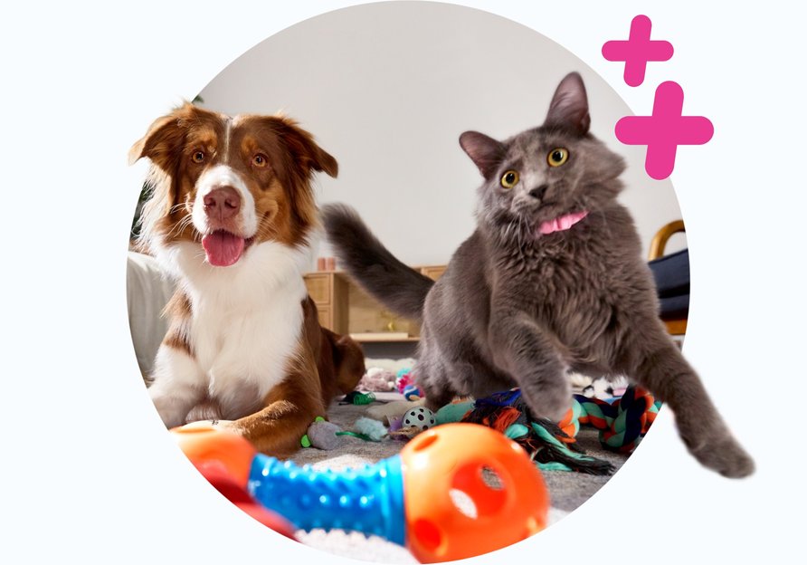 Chewy+ Membership: Free Shipping, 5% Rewards & Exclusive Offers