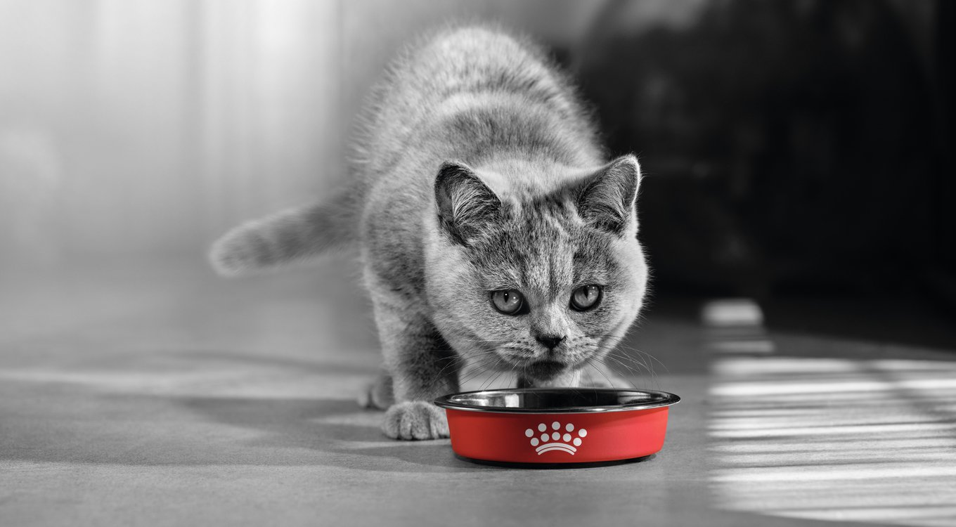 ROYAL CANIN VETERINARY DIET Multifunction Urinary SO + Calm Dry Cat ...