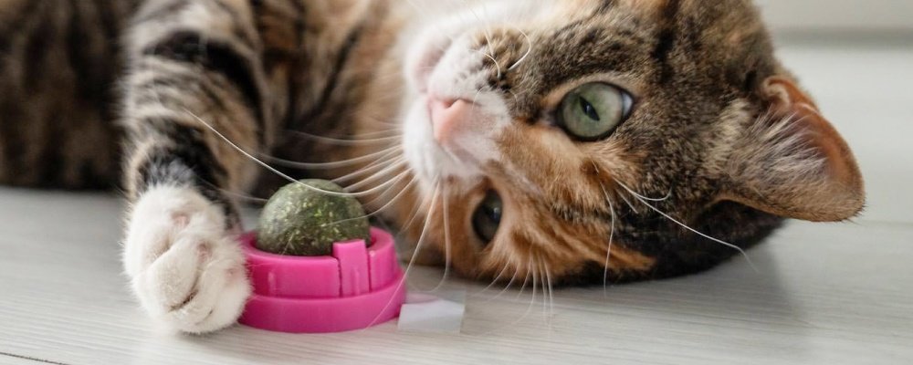 Best Cat Treats & Snacks: Soft & Crunchy Treats (Free Shipping) | Chewy