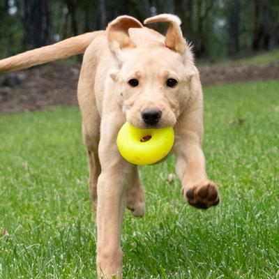 RUFF DAWG Dawg-Nut Dog Chew Toy, Green, Small - Chewy.com