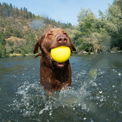 RUFF DAWG Ball Tough Dog Chew Toy, Yellow, XX-Large - Chewy.com