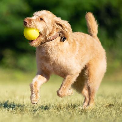 RUFF DAWG Ball Tough Dog Chew Toy, Yellow, XX-Large - Chewy.com