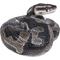 HI-LINE GIFT Regius Ball Python Statue, 3.86-in - Chewy.com