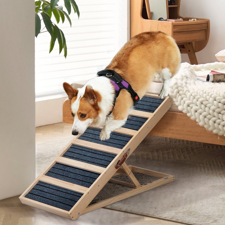 Dog Ramps - Free shipping | Chewy