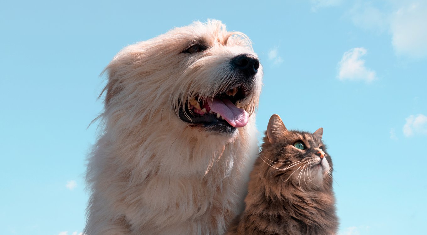 ADAMS Plus Pyrethrin Dip for Dogs & Cats, 4-fl oz bottle - Chewy.com