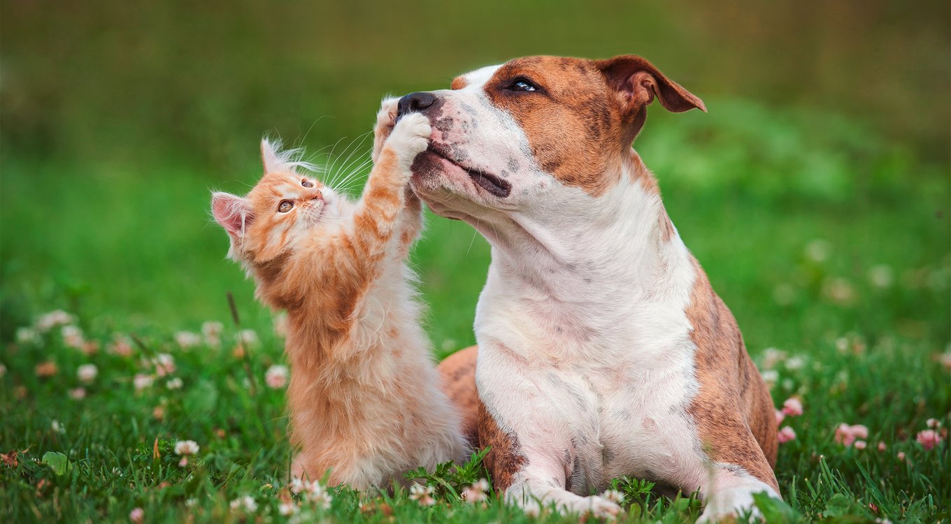 ADAMS Plus Pyrethrin Dip for Dogs & Cats, 4-fl oz bottle - Chewy.com