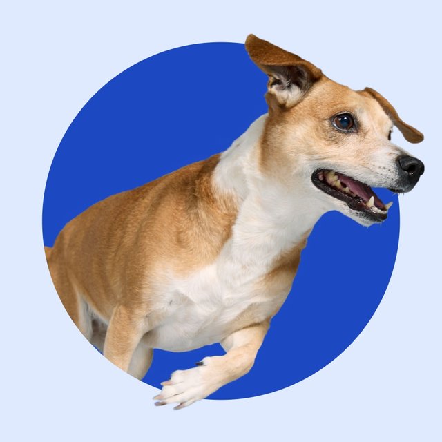 About Chewy.com (USA) | Chewy USA