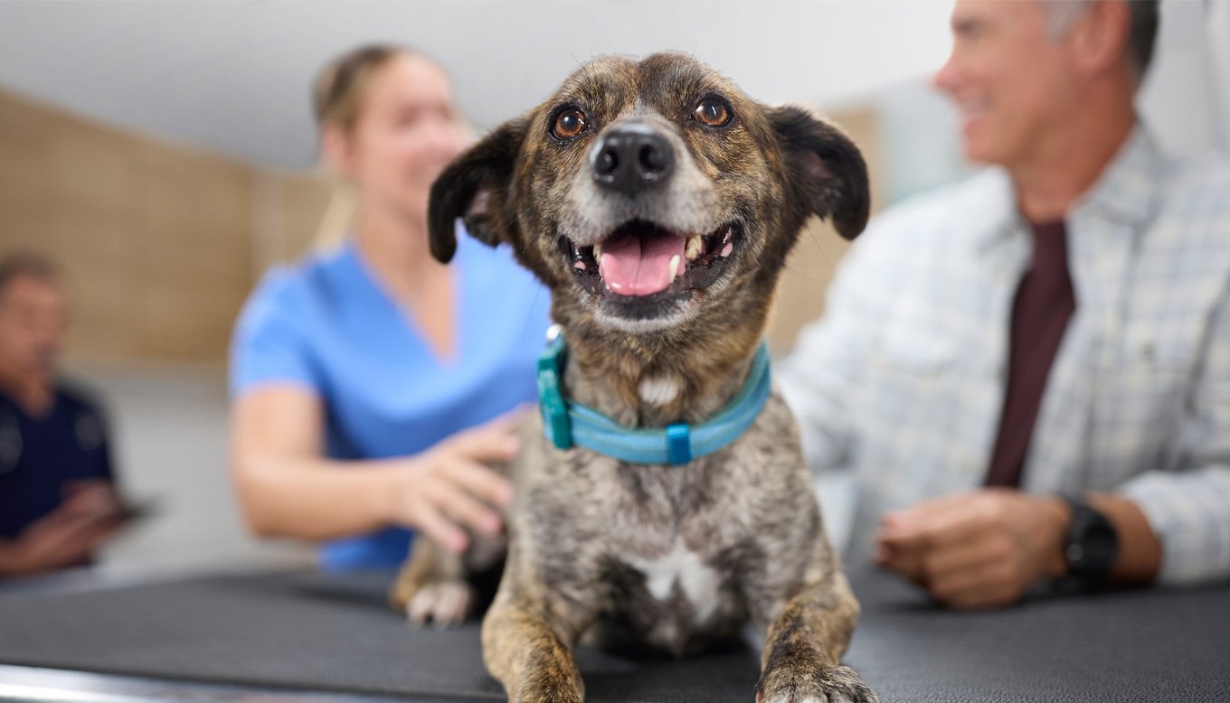 About Chewy.com (USA) | Chewy USA