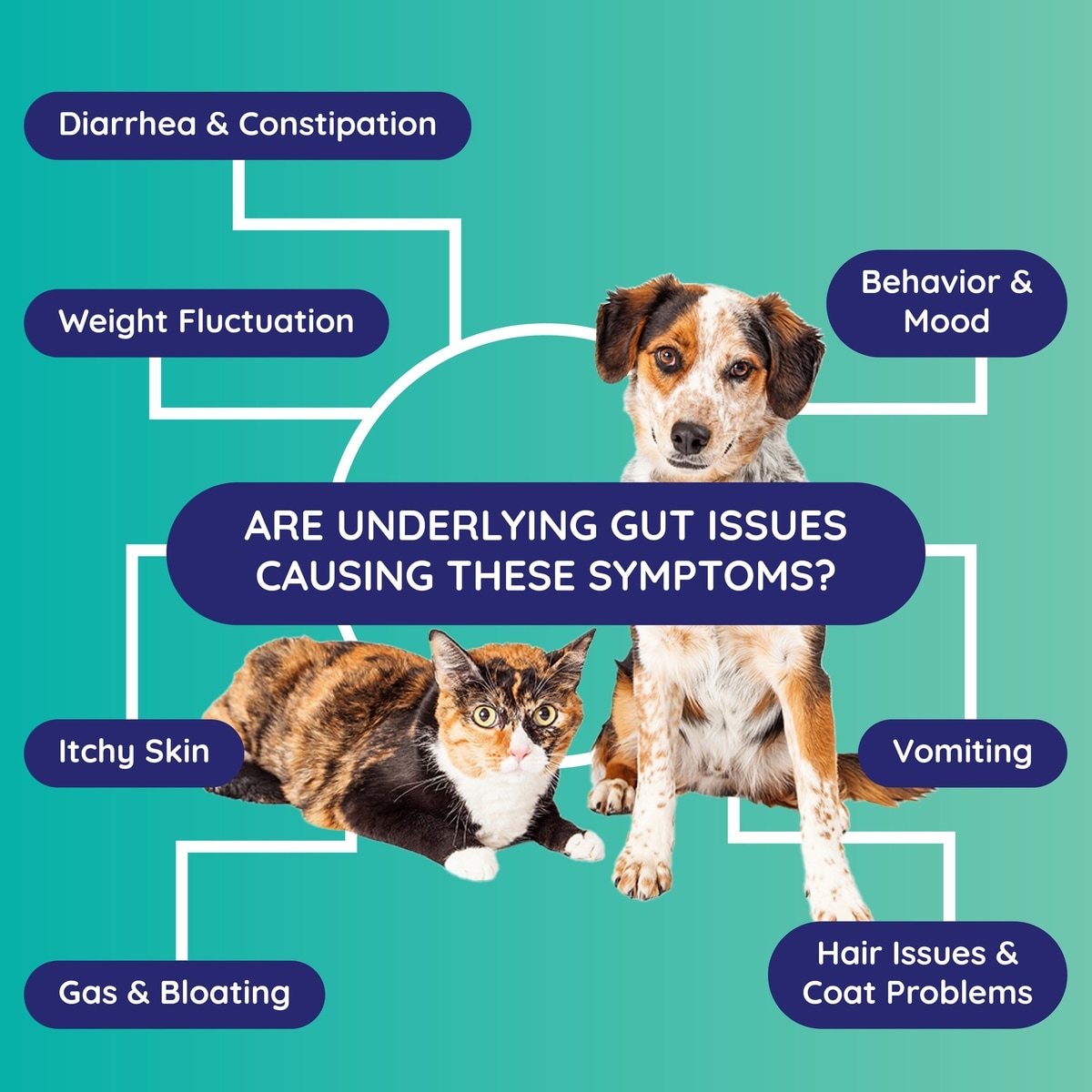 INNOVATIVE PET LAB Basic Dog & Cat Gut Check Kit - Chewy.com