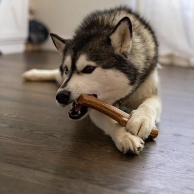 PUPSTAGES Super Dogwood Stick Tough Dog Chew Toy, Medium - Chewy.com