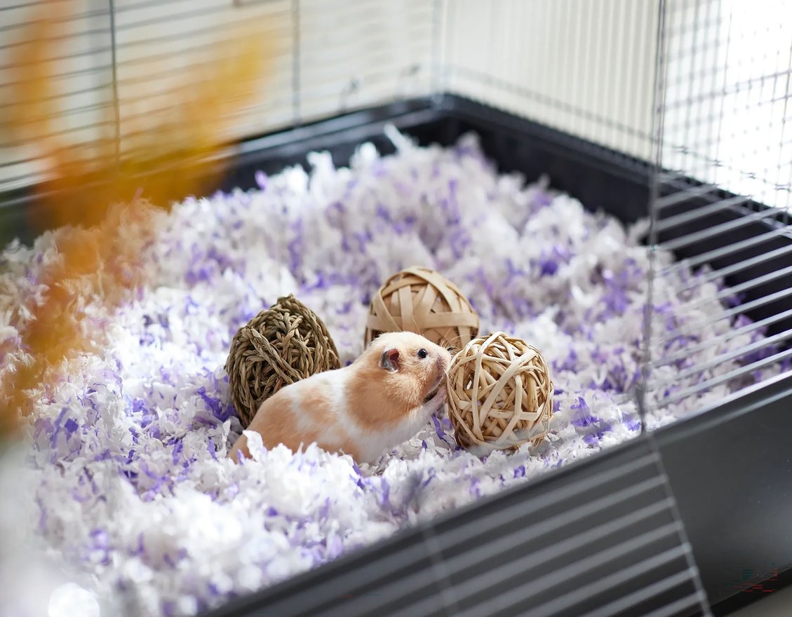 Hamster Supplies & Accessories - Page 21 (Free Shipping) | Chewy