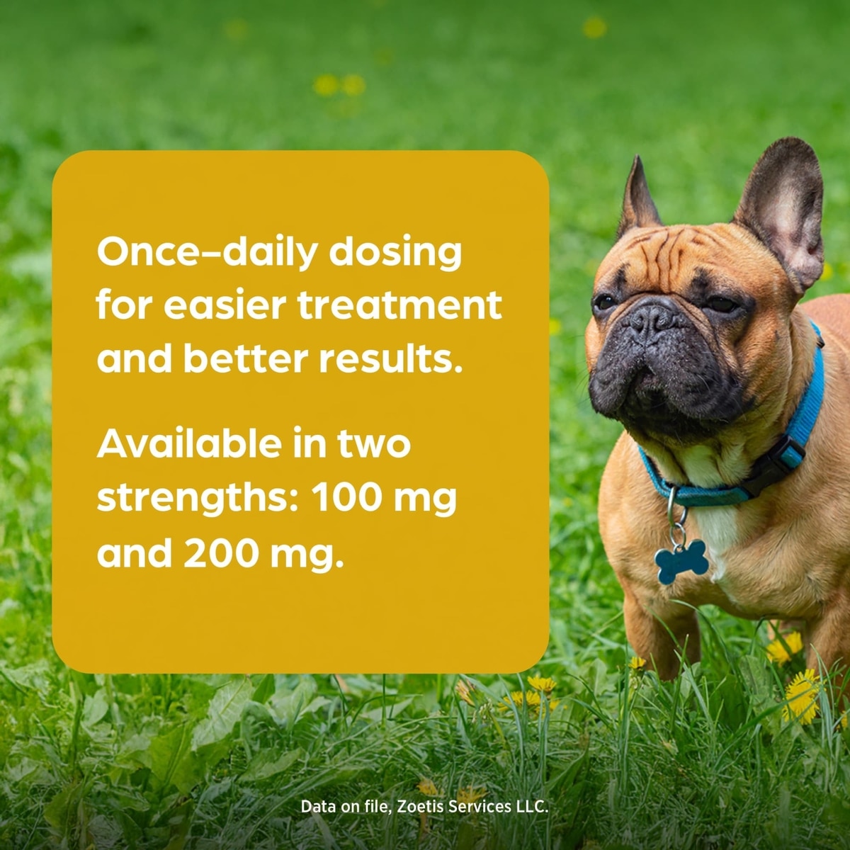 SIMPLICEF (Cefpodoxime Proxetil) Tablets for Dogs, 200-mg - Easy ...