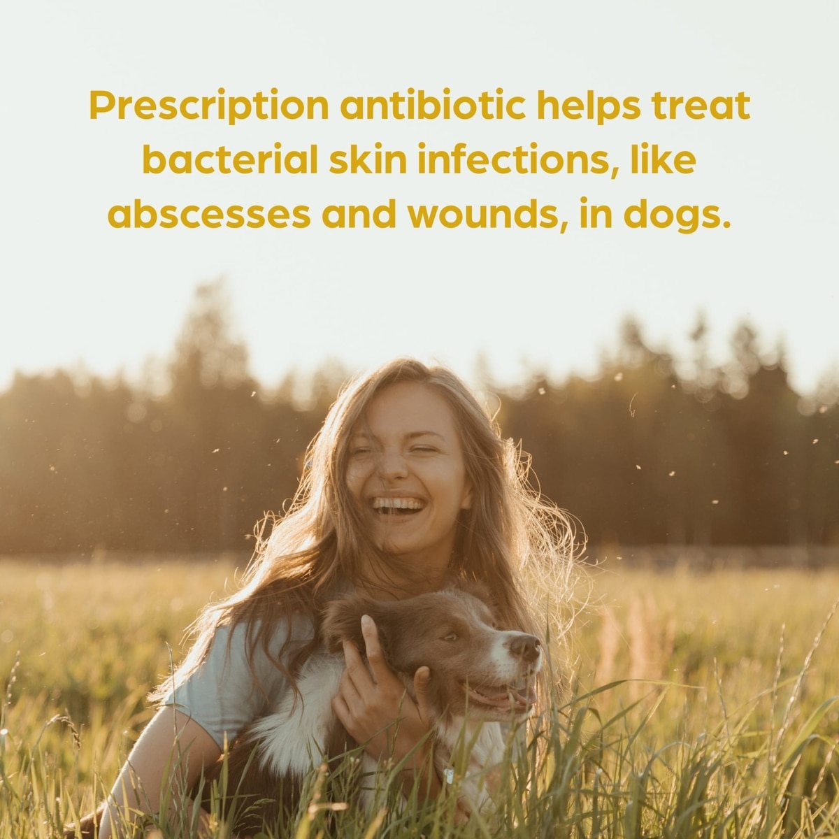 SIMPLICEF (Cefpodoxime Proxetil) Tablets for Dogs, 200-mg - Easy ...