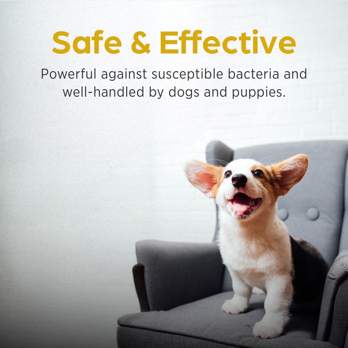 SIMPLICEF (Cefpodoxime Proxetil) Tablets for Dogs, 200-mg - Easy ...