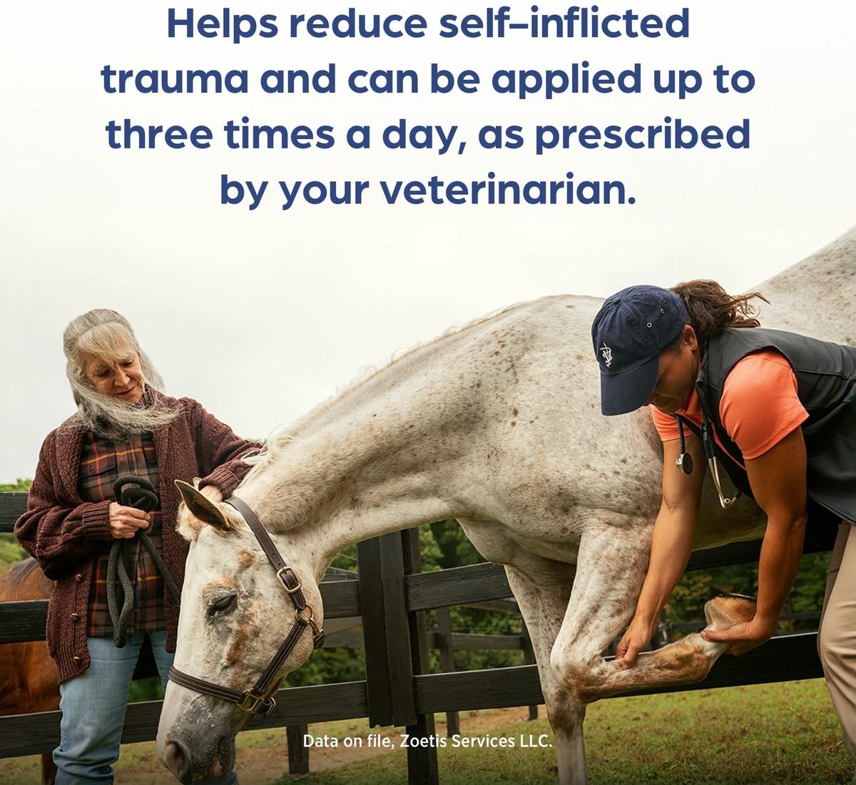 NEO-PREDEF with Tetracaine Topical Powder for Dogs, Cats & Horses, 15 ...