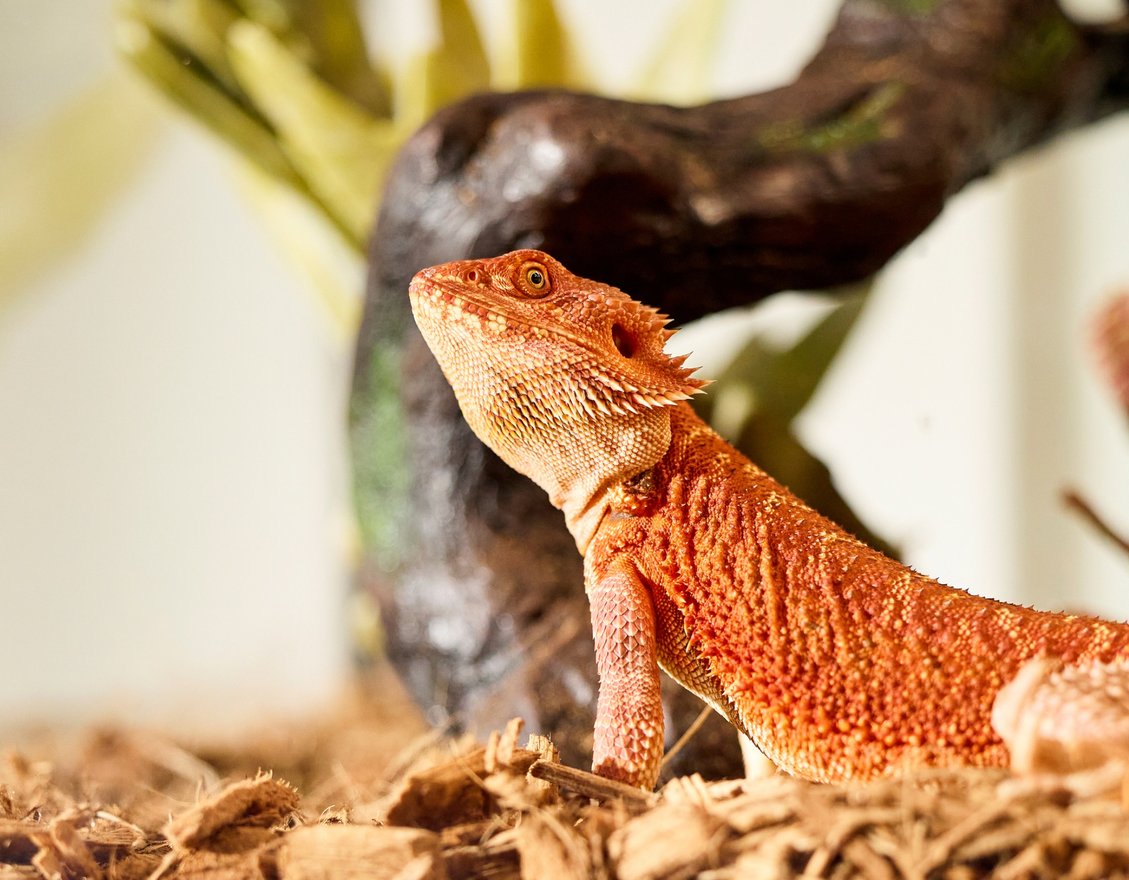Bearded Dragon Food | Chewy