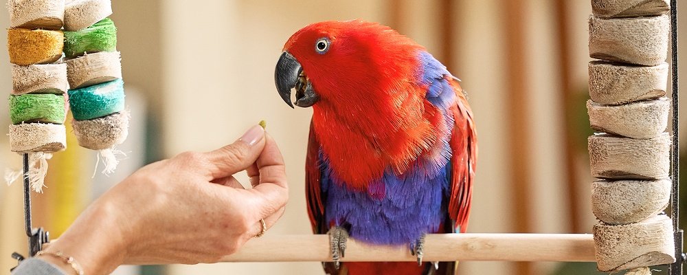 Parrot Supplies & Accessories - Page 3 (Free Shipping) | Chewy