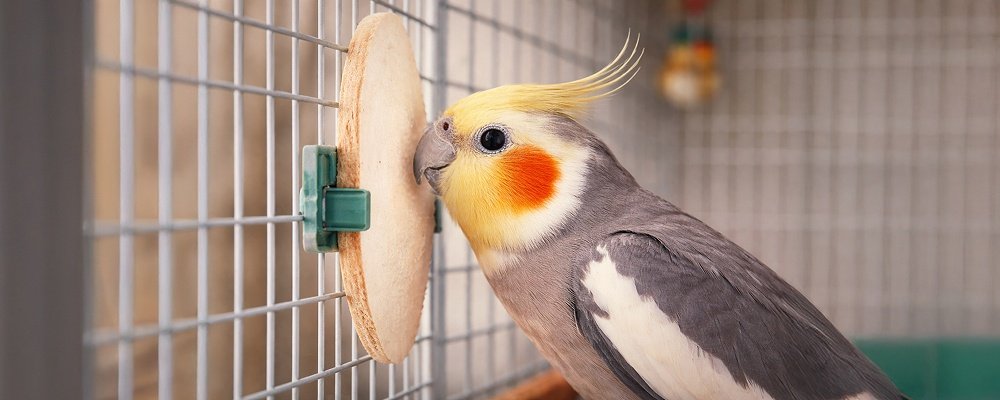 Parrot Supplies & Accessories | Chewy