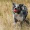 CHUCKIT! Ultra & Squeaker Medium Bouncy Fetch Floating Water Ball Dog ...