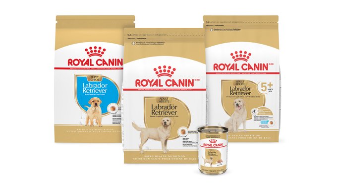 ROYAL CANIN Breed Health Nutrition Labrador Retriever Adult Dry Dog ...
