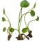 HYDROASIS Water Poppy Surface Live Pond Plant, 3 count - Chewy.com