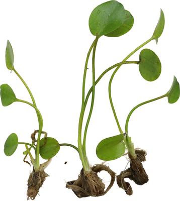 HYDROASIS Water Poppy Surface Live Pond Plant, 3 count - Chewy.com
