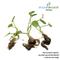 HYDROASIS Water Poppy Surface Live Pond Plant, 3 count - Chewy.com