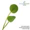 HYDROASIS Water Poppy Surface Live Pond Plant, 3 count - Chewy.com