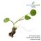 HYDROASIS Water Poppy Surface Live Pond Plant, 3 count - Chewy.com