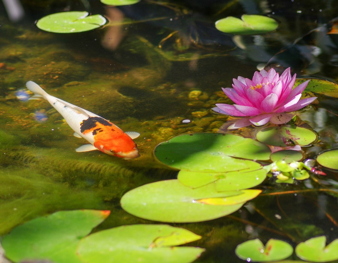 Pond Supplies | Chewy