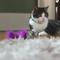 TURBO Telescoping Teaser Cat Toy with Crinkle Tail, Multicolor - Chewy.com