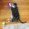 TURBO Telescoping Teaser Cat Toy with Crinkle Tail, Multicolor - Chewy.com