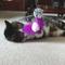 TURBO Telescoping Teaser Cat Toy with Crinkle Tail, Multicolor - Chewy.com