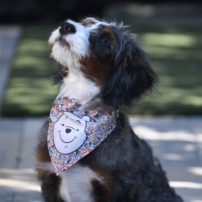 BUCKLE-DOWN Asexual Flag Slide-On Dog Bandana, Grey - Chewy.com