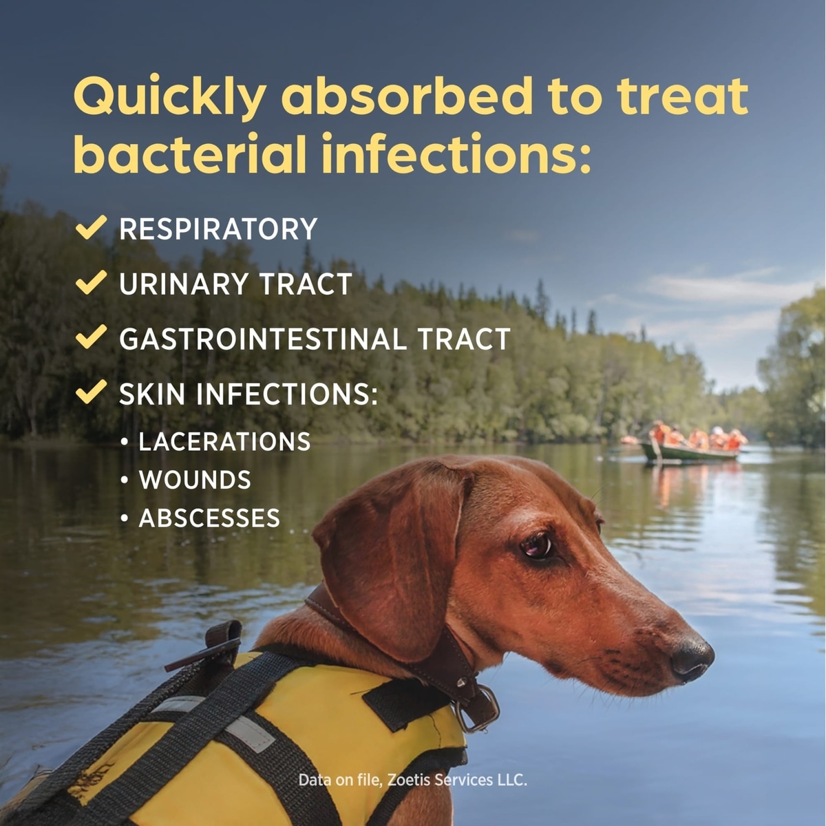 Amoxi-Drop (Amoxicillin) Powder for Oral Suspension for Dogs & Cats, 50 ...