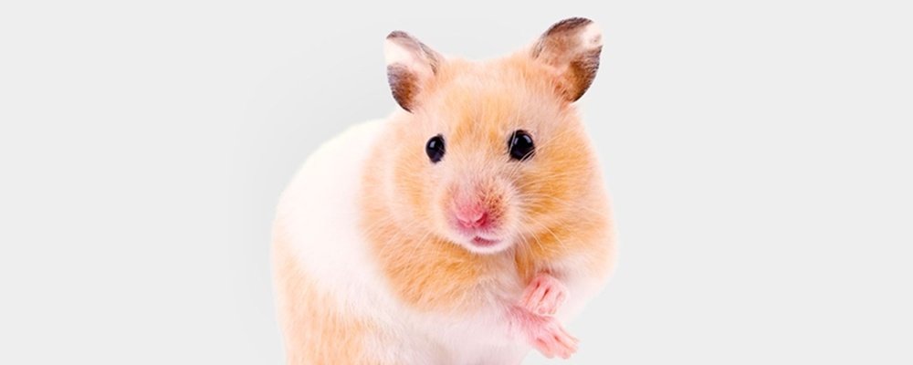 Hamster Habitats, Cages & Accessories | Chewy