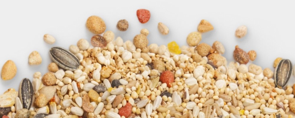Bird Food - Page 3 (Free Shipping) | Chewy