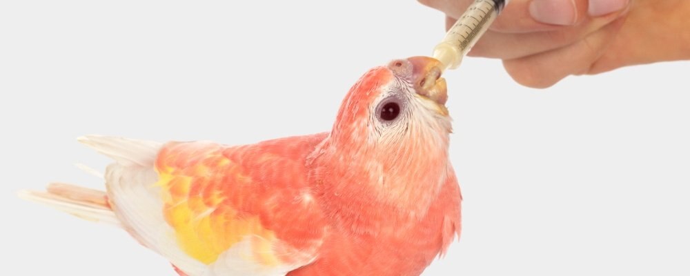 Bird Food - Page 3 (Free Shipping) | Chewy