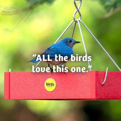 BIRDS CHOICE Bugs & Nuts Wild Bird Seed Cylinder, Large - Chewy.com