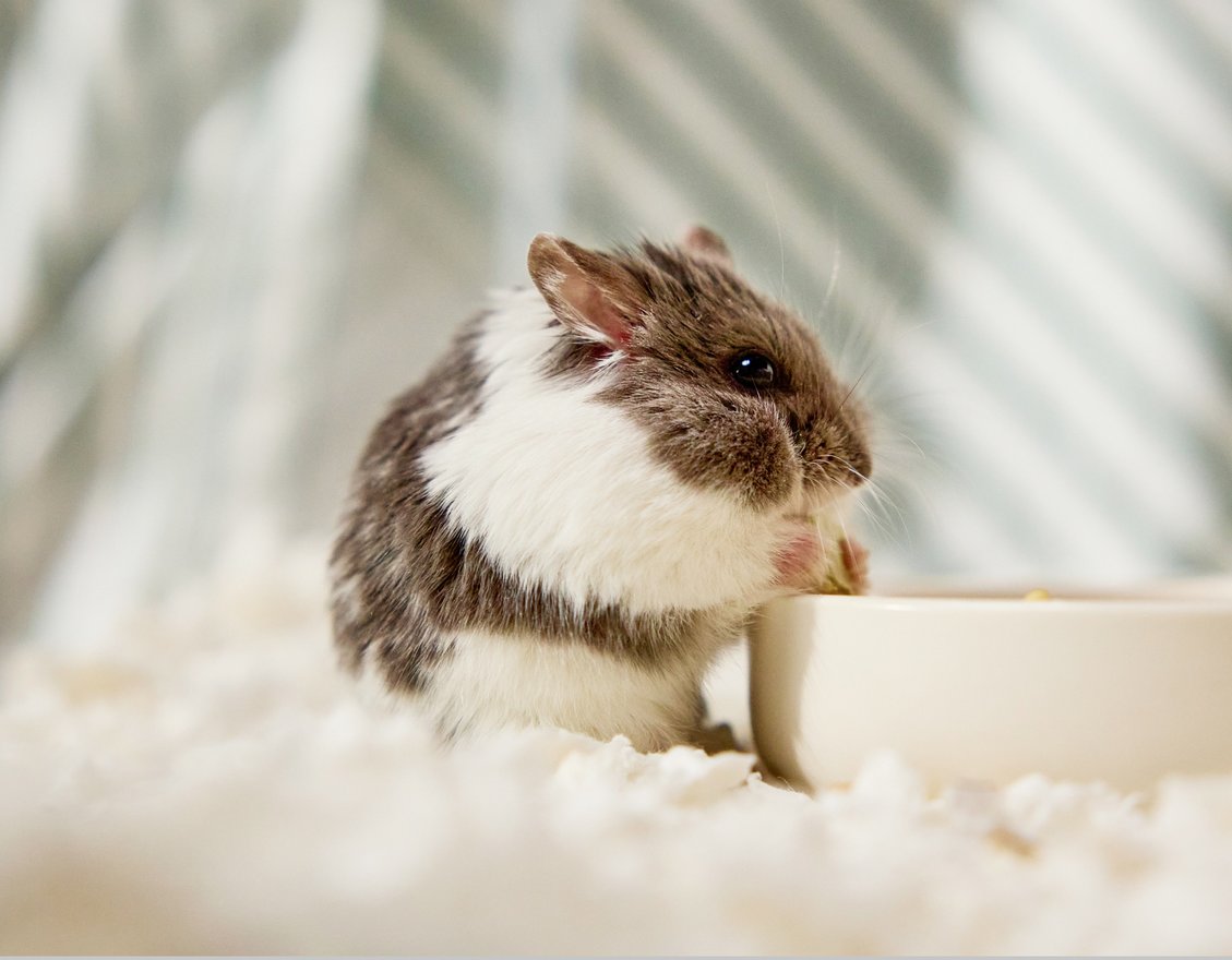 Hamster Food | Chewy
