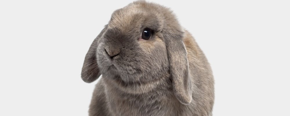 Rabbit Enclosures & Habitat Accessories - Page 4 (Free Shipping) | Chewy