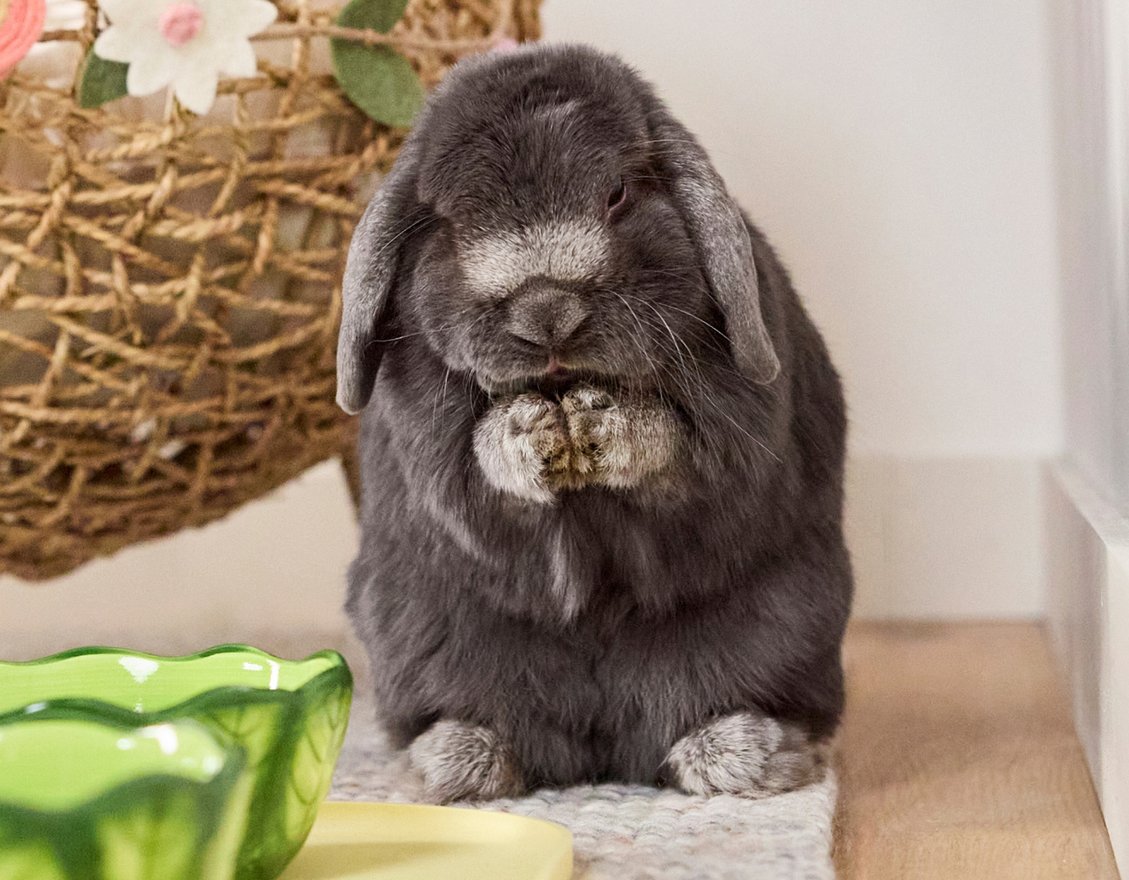 Rabbit Supplies & Accessories | Chewy