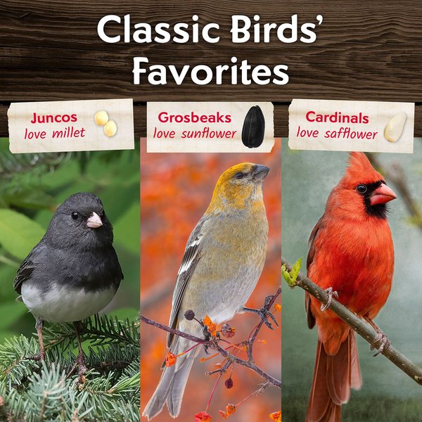 MORNING SONG Cardinal Wild Bird Food, 20-lb bag - Chewy.com
