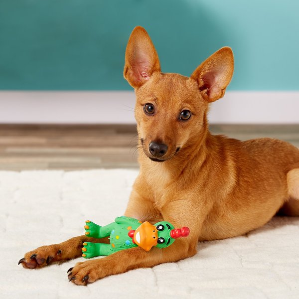 MULTIPET Latex Polka Dot Globken Chicken Squeaky Dog Toy, Color Varies, Mini - Chewy.com