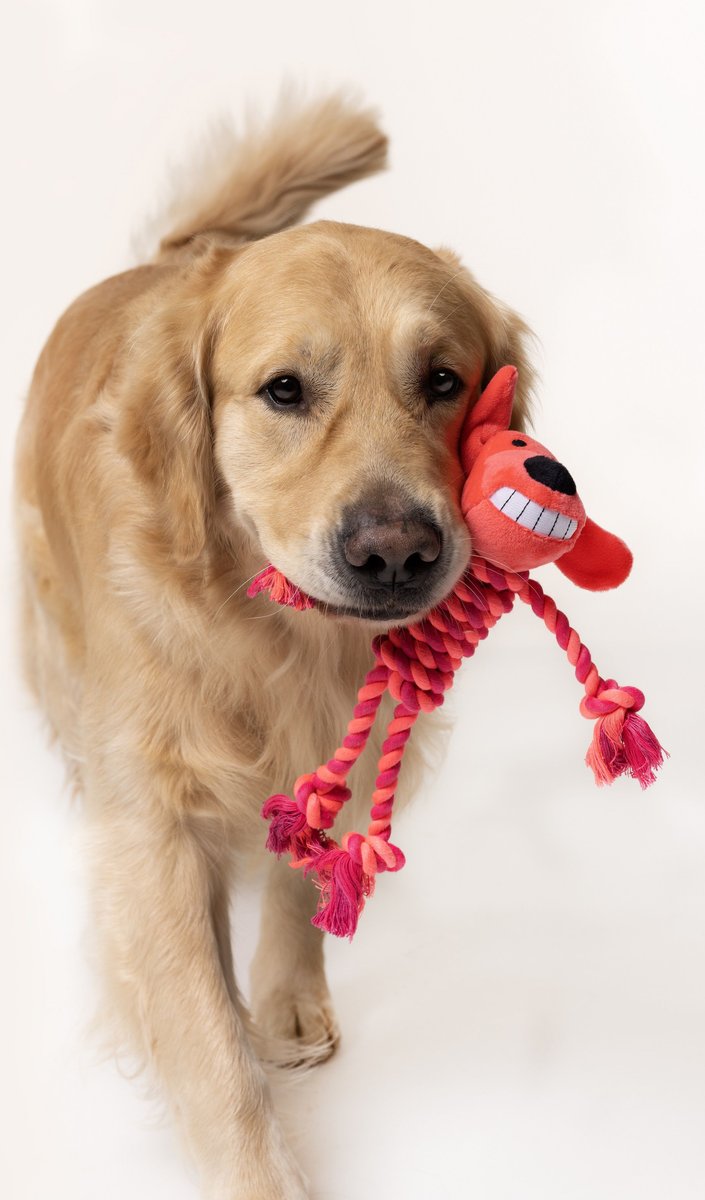 MULTIPET Loofa with Rope Body Squeaky Ropes Tug Dog Toy, Color Varies ...