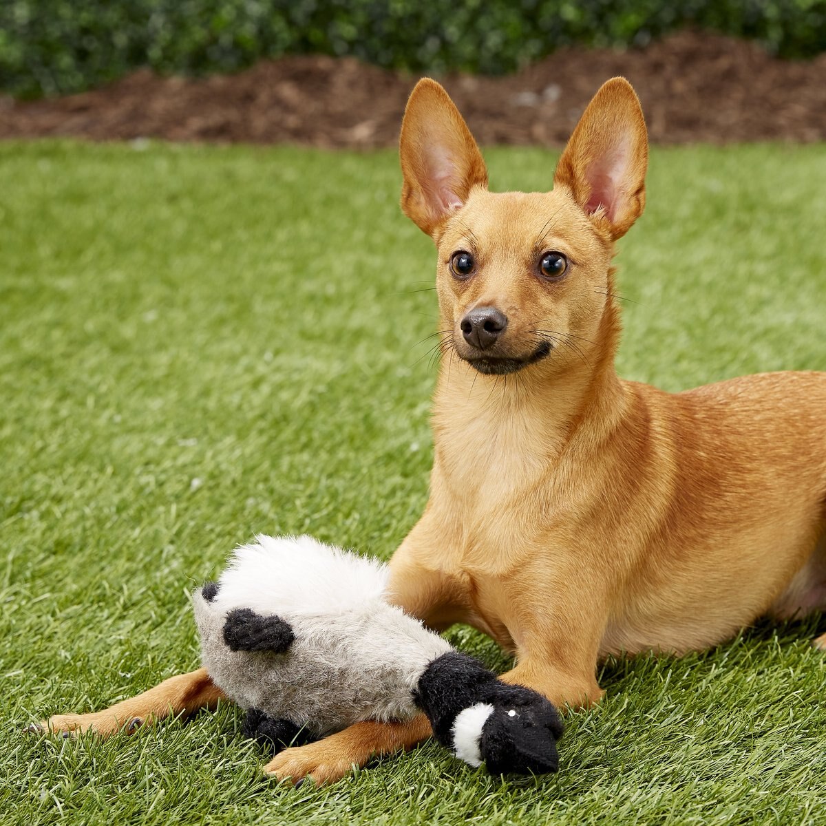 MULTIPET Migrator Bird Canadian Goose Squeaky Plush Dog Toy, Medium ...