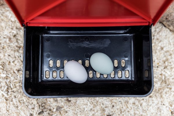 MY FAVORITE CHICKEN Poultry Layer Starter Kit - Chewy.com