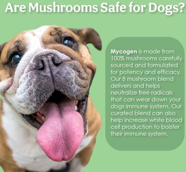 MYCOGEN Immune Supplement Soft Chew for Dogs, 60 count - Chewy.com